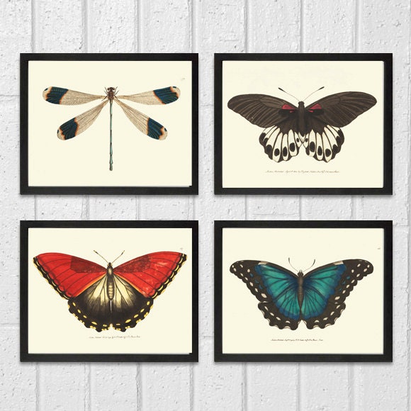 BUTTERFLY PRINT Botanical Art Print NOD175 Beautiful Red | Etsy