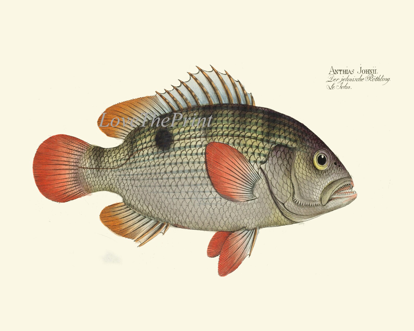 Fish Wall Art Print BL97 Beautiful Antique Grunt Ocean Sea - Etsy