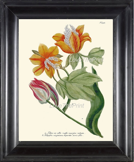 BOTANICAL PRINT Art Print W5 Beautiful Antique Tulip Flowers | Etsy