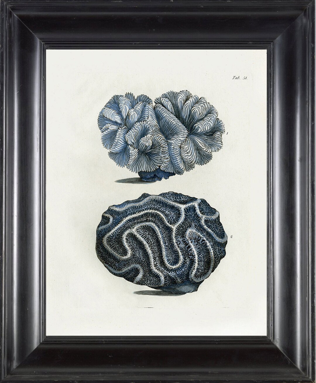 CORAL PRINT Ellis Art Print 12 Beautiful Antique Sea Ocean - Etsy