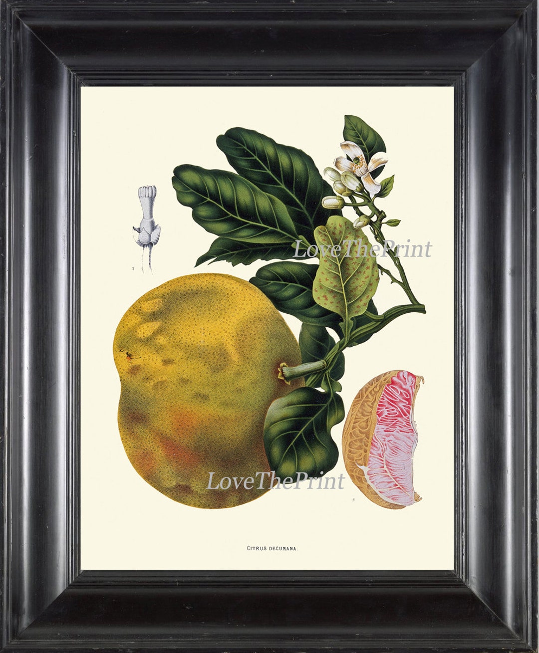 Grapefruit Art Print 32 Botanical Citrus Beautiful Large Citrus Flower ...