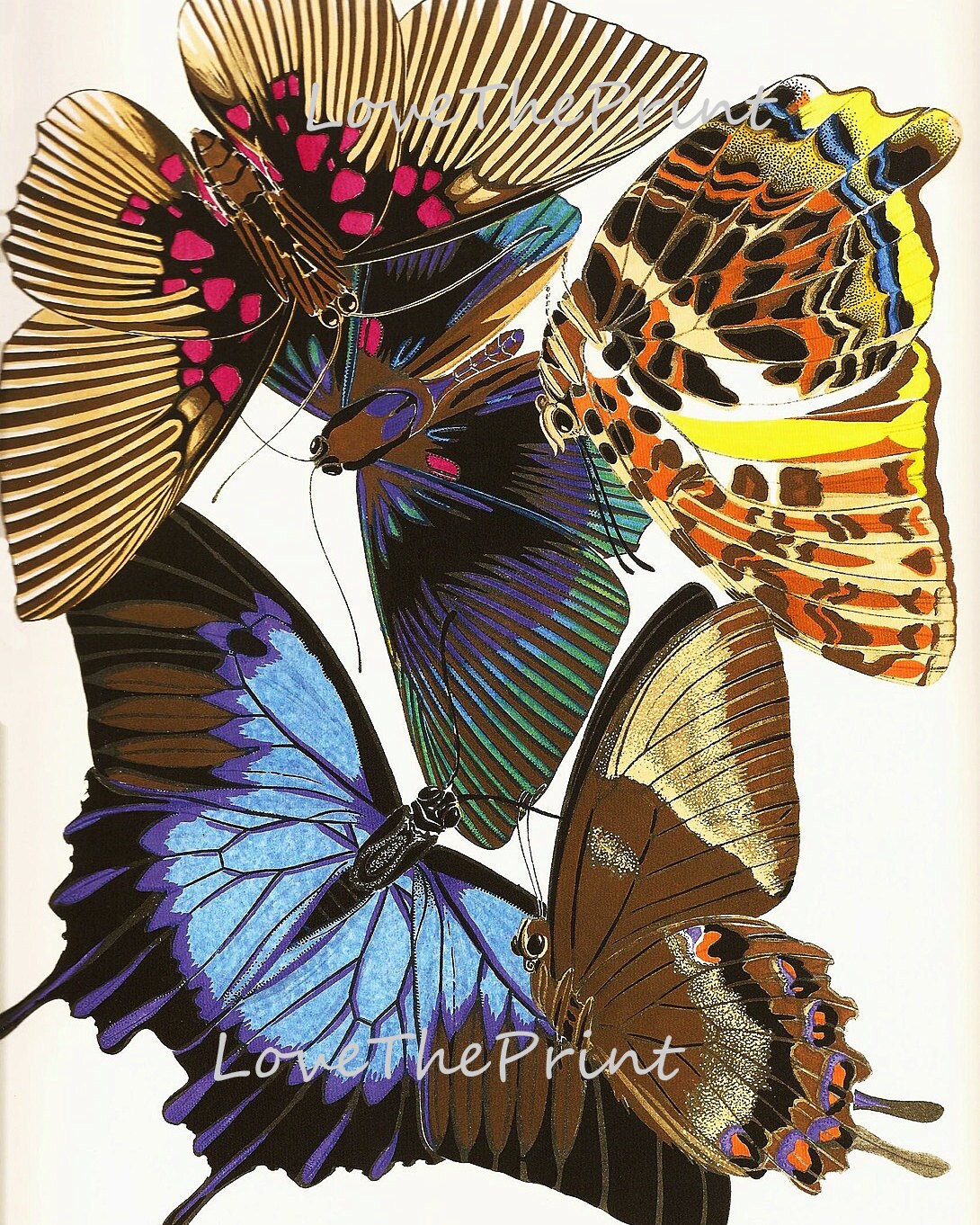 BUTTERFLY PRINT Botanical Art Print 2 Beautiful Antique Large - Etsy