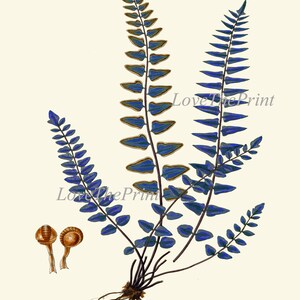 Blue Fern BOTANICAL Print SET of 6 Art Prints Beautiful Indigo Antique ...