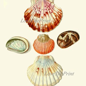 Red Seashell Wall Art Print Set of 6 Prints Beautiful Antique Bathroom ...