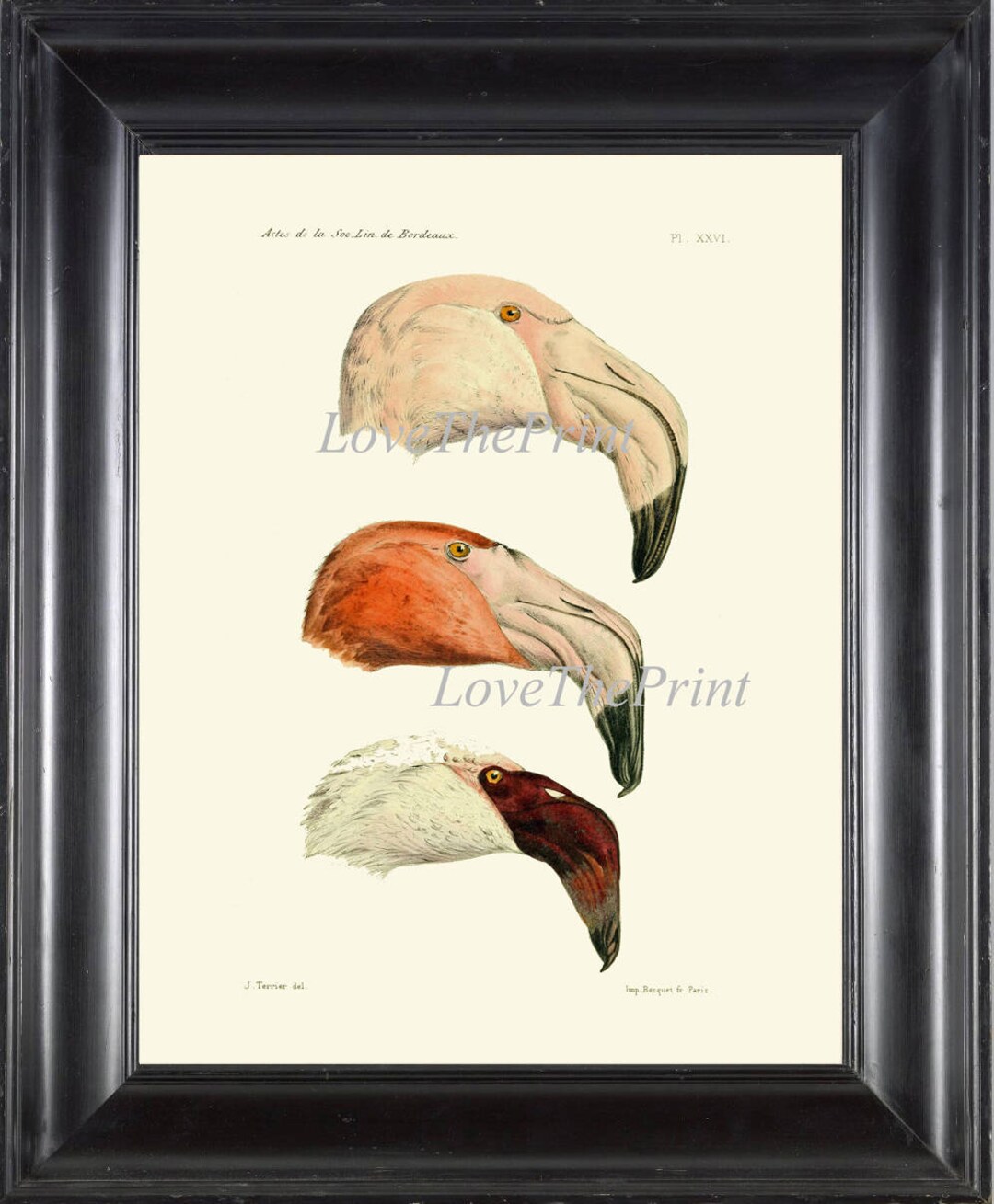 Flamingo Bird Print Art NF6 Beautiful Antique Birds in White Coral Pink ...
