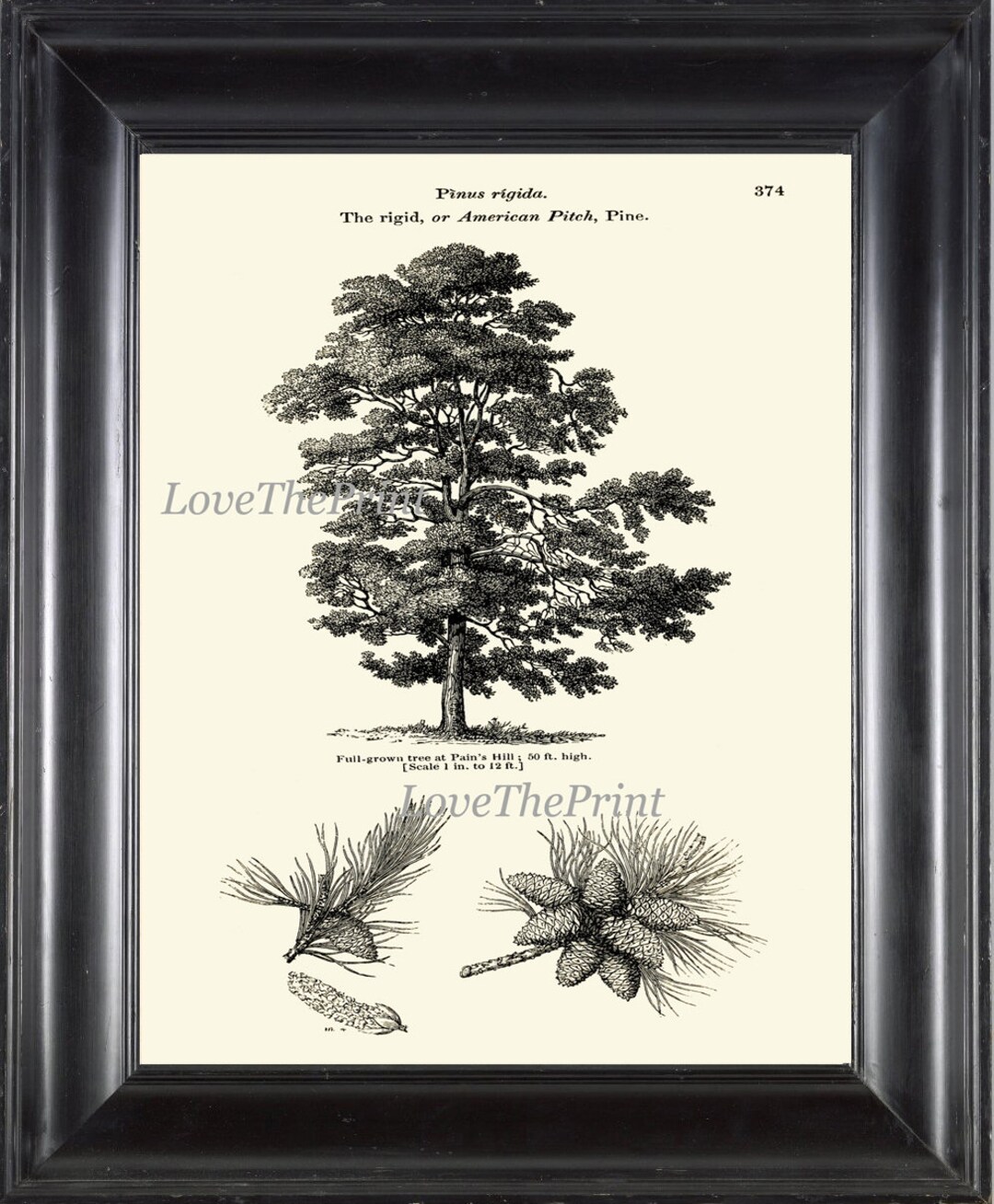 Pine Tree Art Print 8 Antique Beautiful American Pitch Pine - Etsy