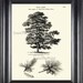 Pine Tree Art Print 8 Antique Beautiful American Pitch Pine - Etsy