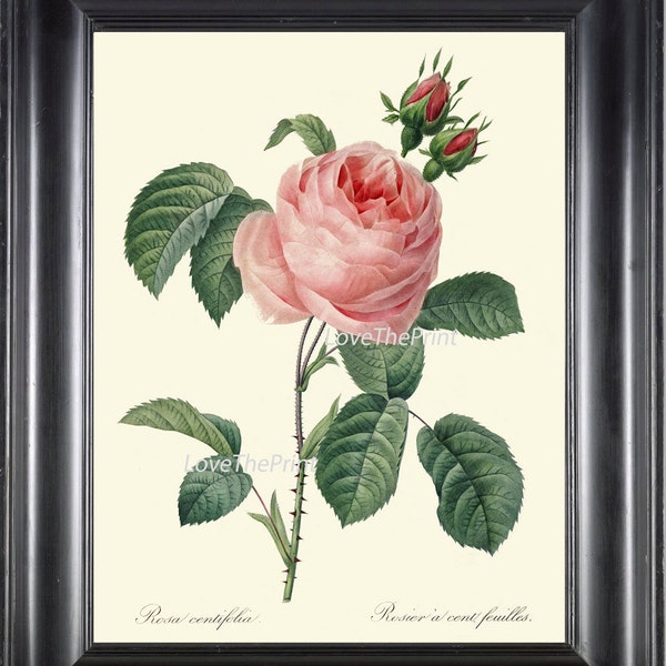 Botanical Rose Print - Etsy