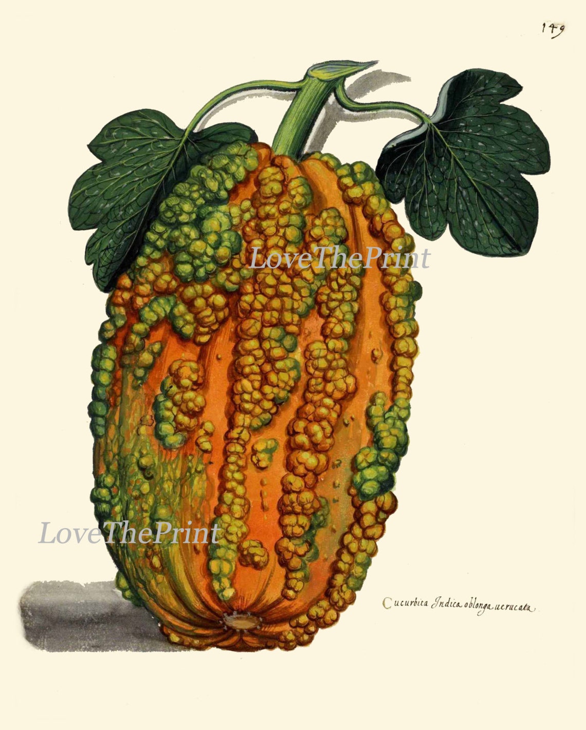 Pumpkin Print Set of 4 Art Prints Beautiful Antique Botanical | Etsy