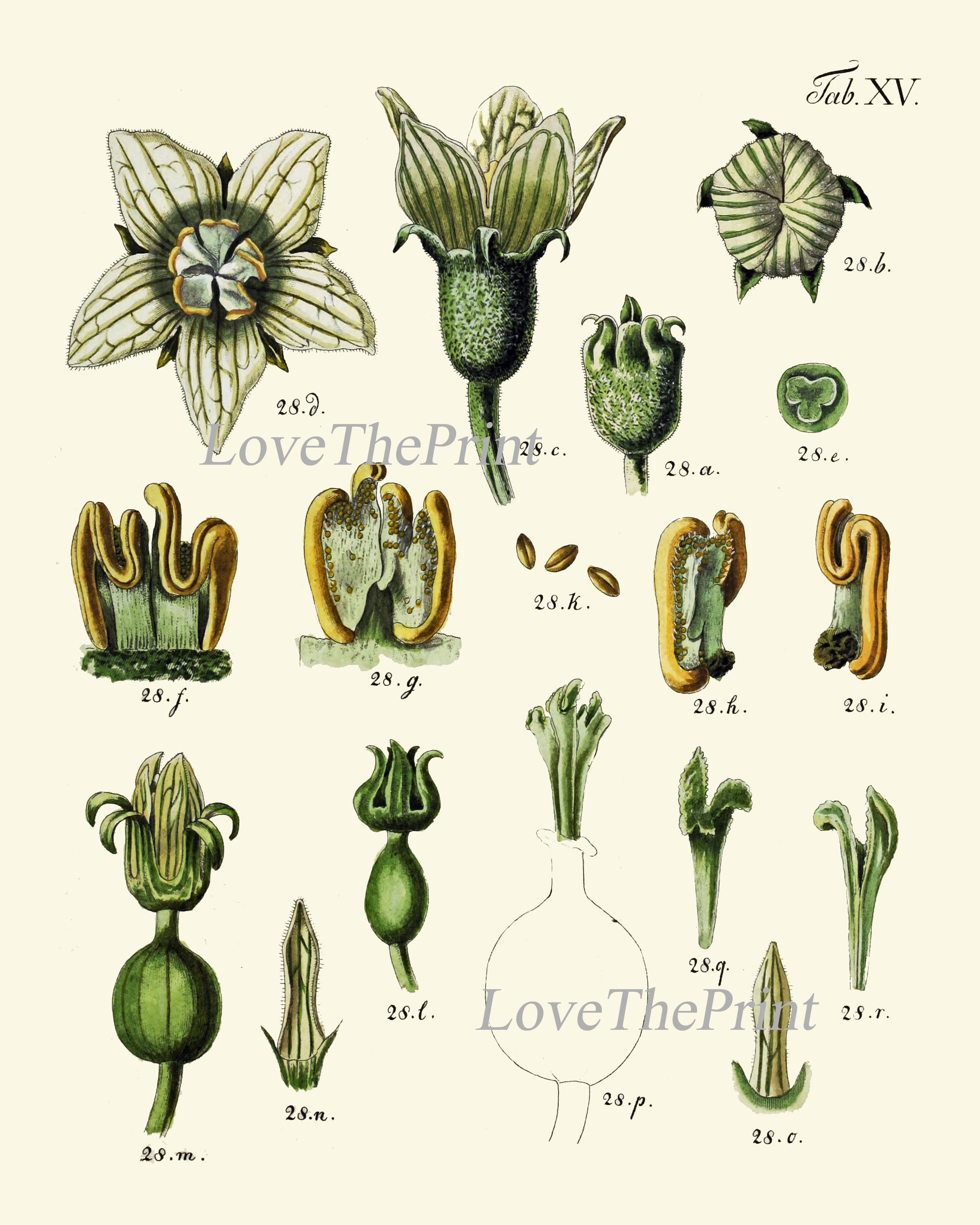 White Flower Chart Botanical Print Set of 4 Prints Beautiful - Etsy