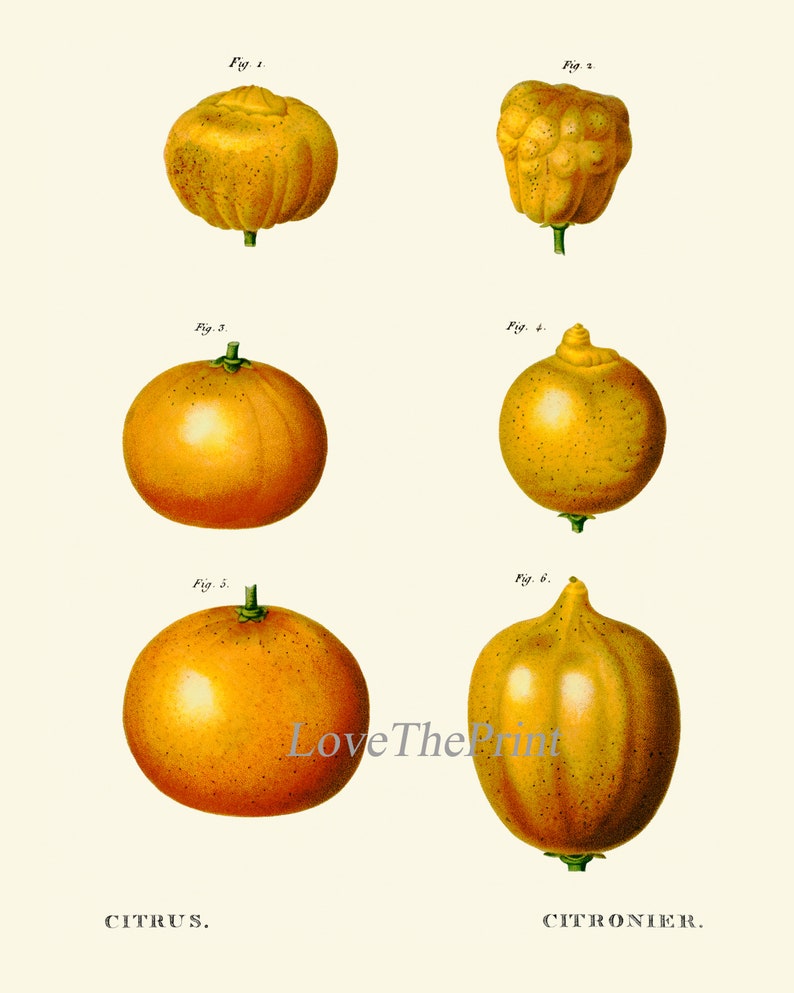 Antique Botanical Print SET of 9 Art Beautiful Citrus Fruit - Etsy