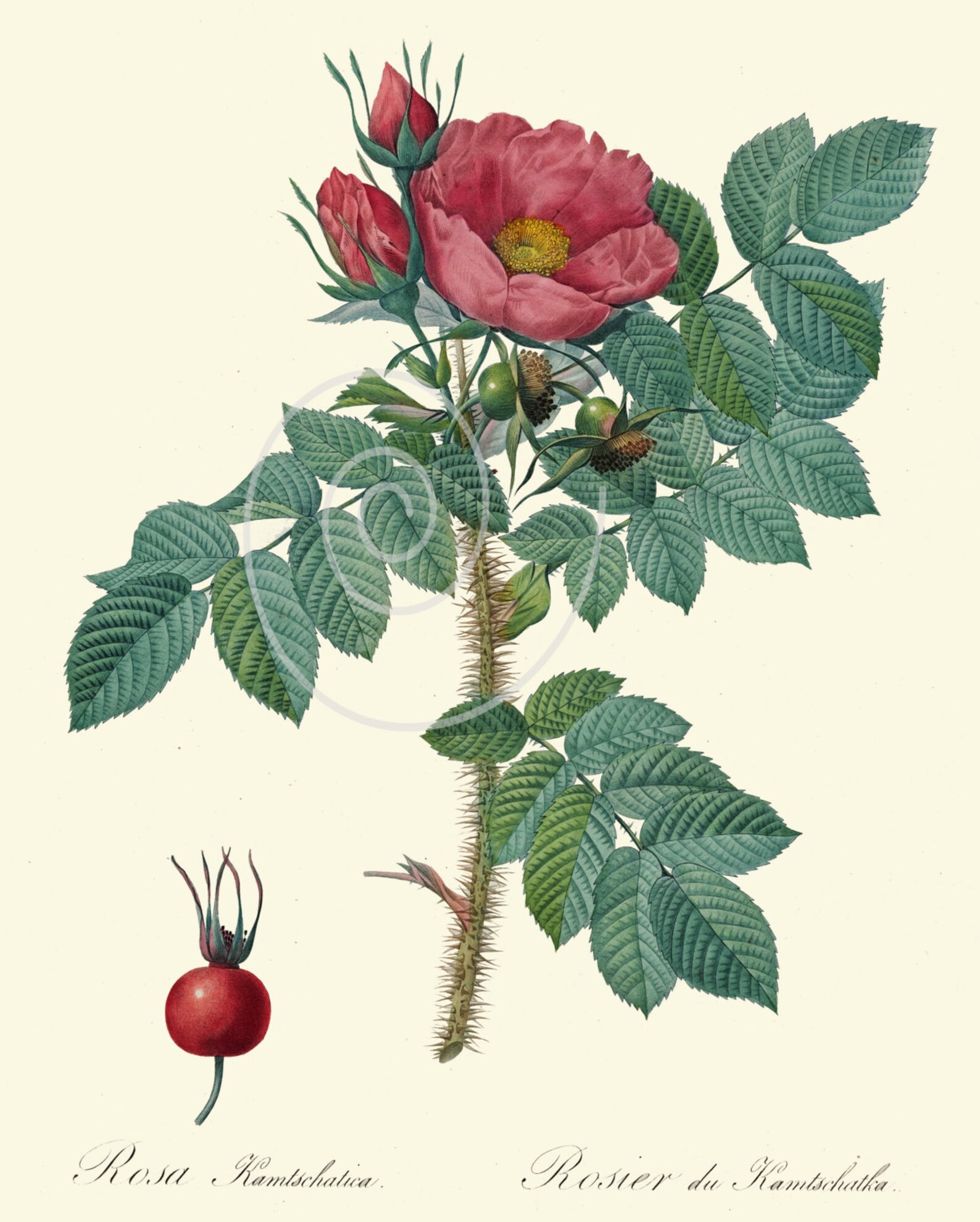 BOTANICAL Print SET of 12 Art Prints Redoute Beautiful French | Etsy