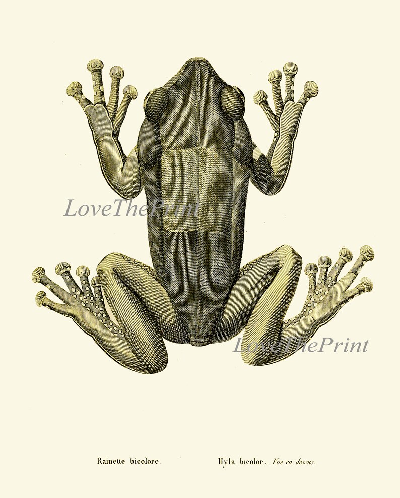 Frog Print Wall Art 5 Beautiful Antique Vintage Black and - Etsy