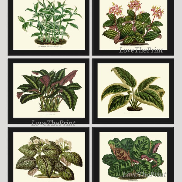 Large Botanical Prints - Etsy