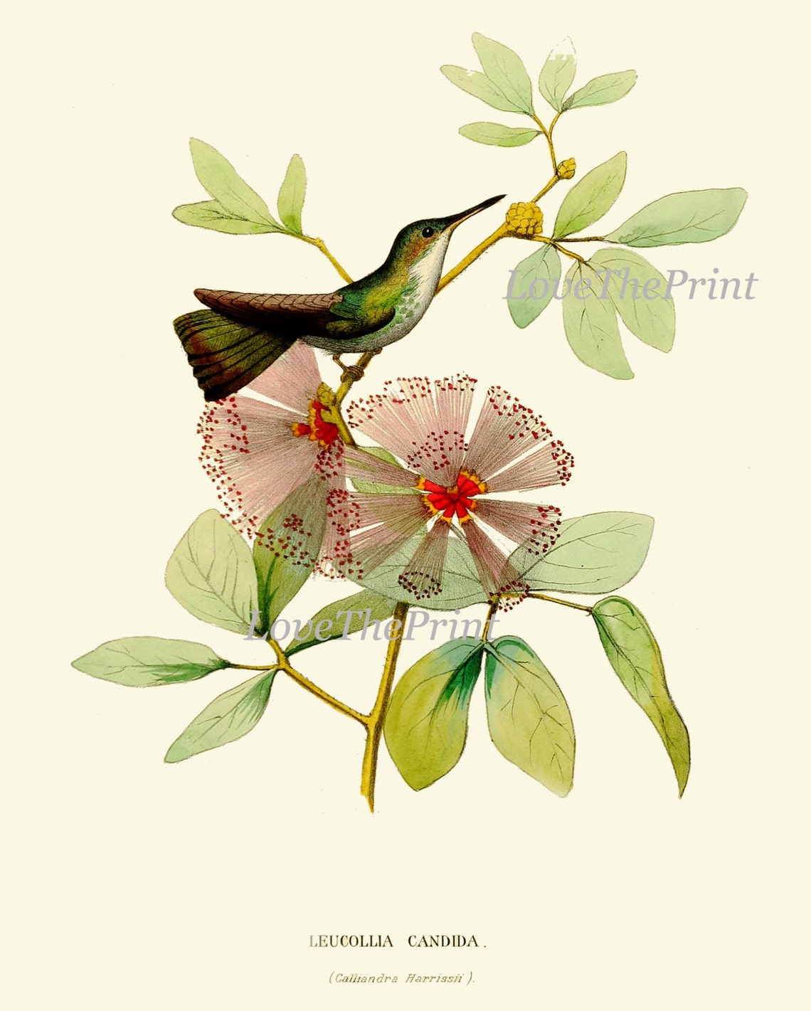 Hummingbird Print SET of 4 Art Beautiful Antique Humminbirds - Etsy