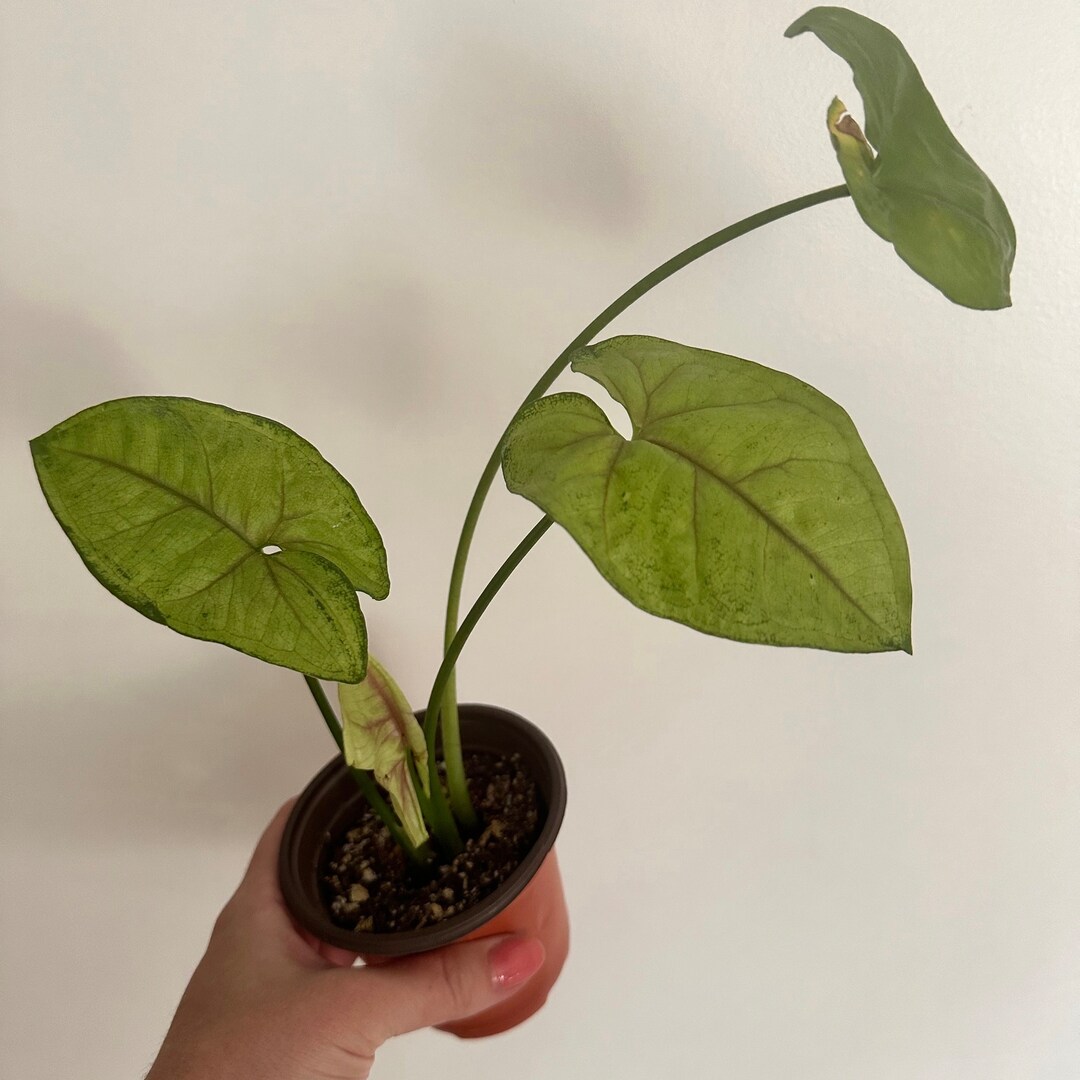 Syngonium Berry Allusion Rooted Starter Cutting Indoor Plant Indoor ...