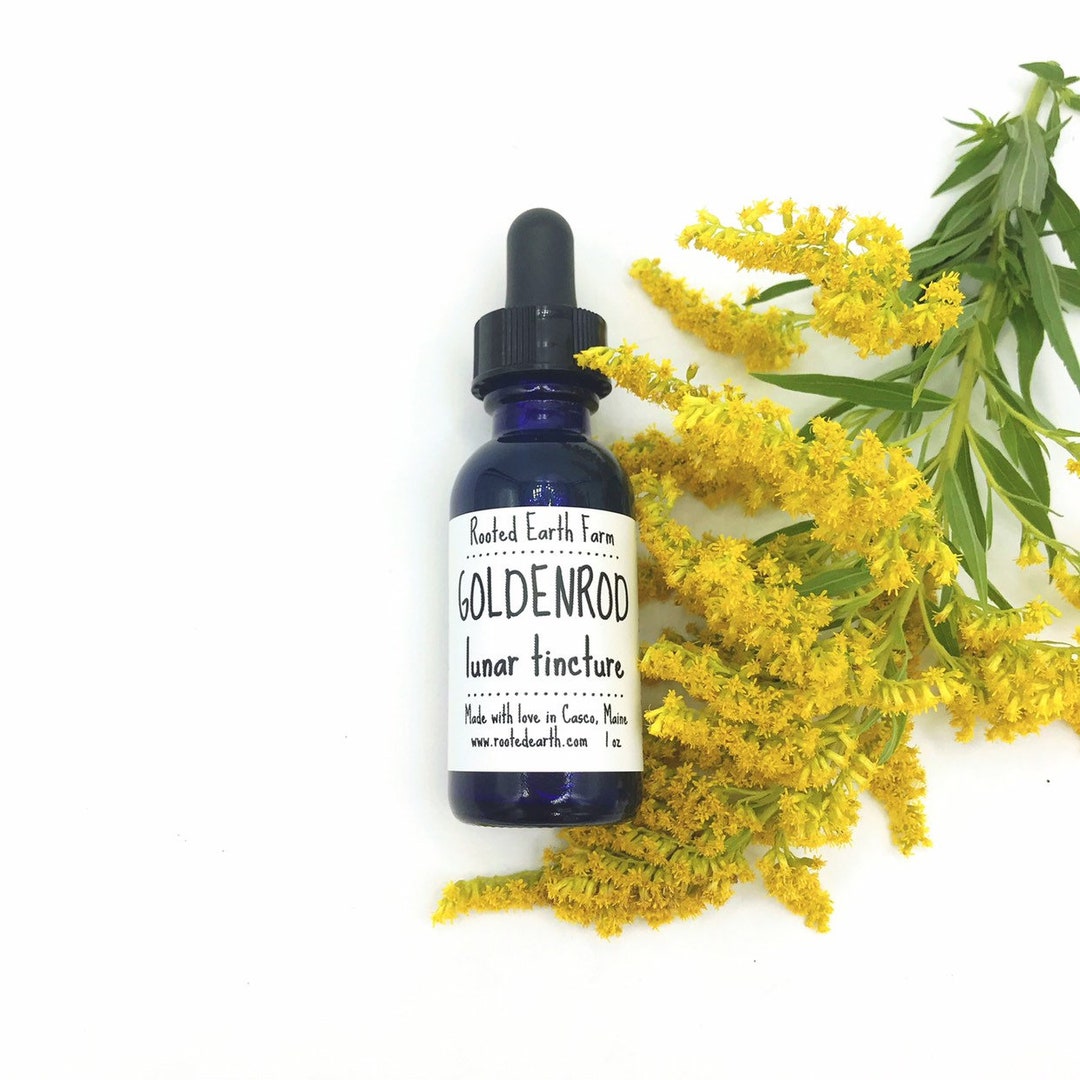 Goldenrod Tincture, Goldenrod Extract, Organic Goldenrod, Herbal ...