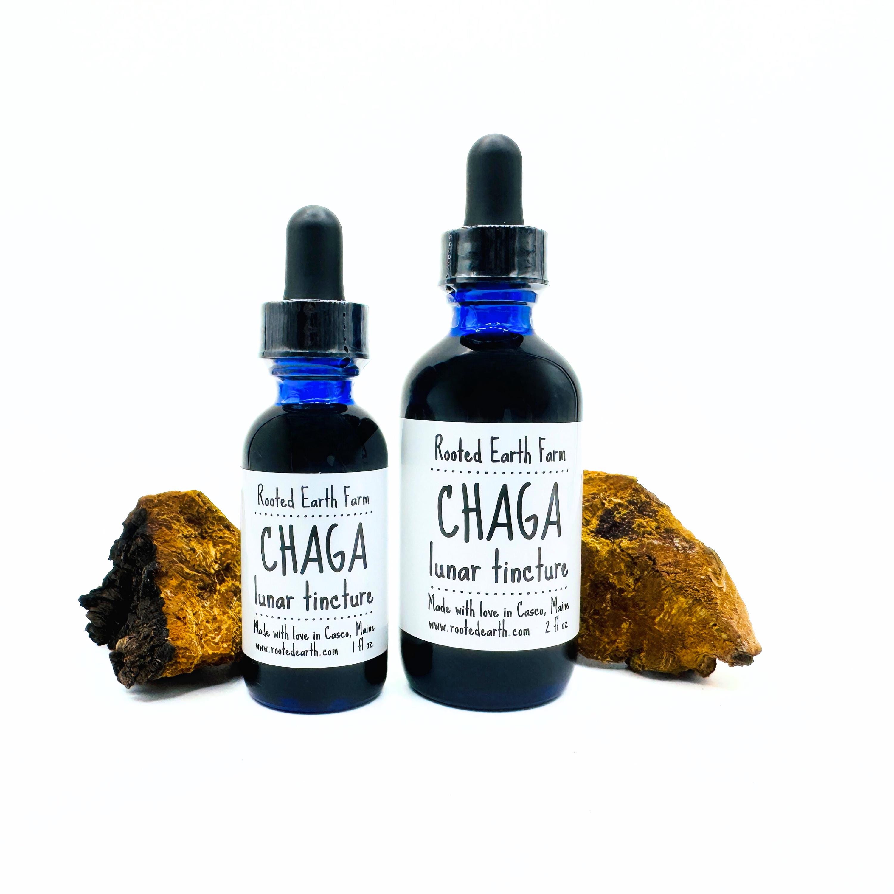 Wildcrafted Chaga Mushroom Tincture, Chaga Mushroom Extract, Maine ...