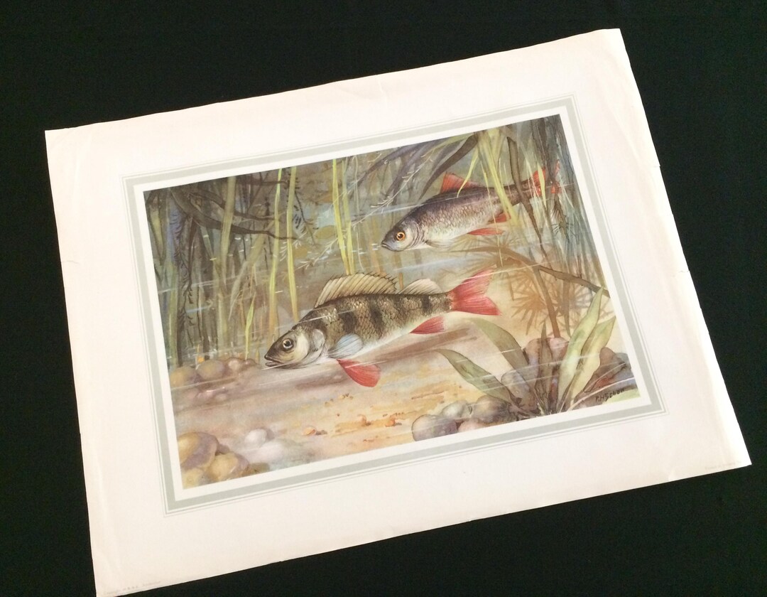 Rare Antique P.H. Schor Lithograph: Colorful Fish Print, Amsterdam - Etsy