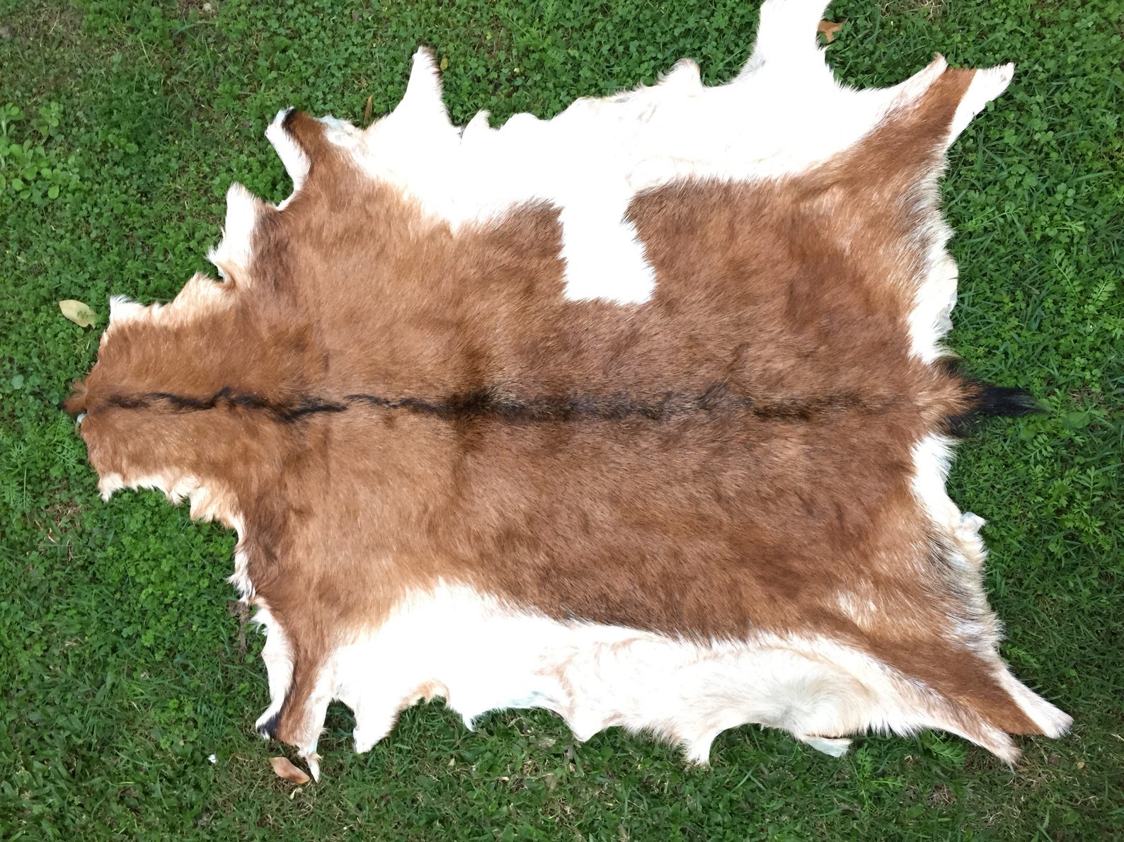 Goat Skin | Etsy