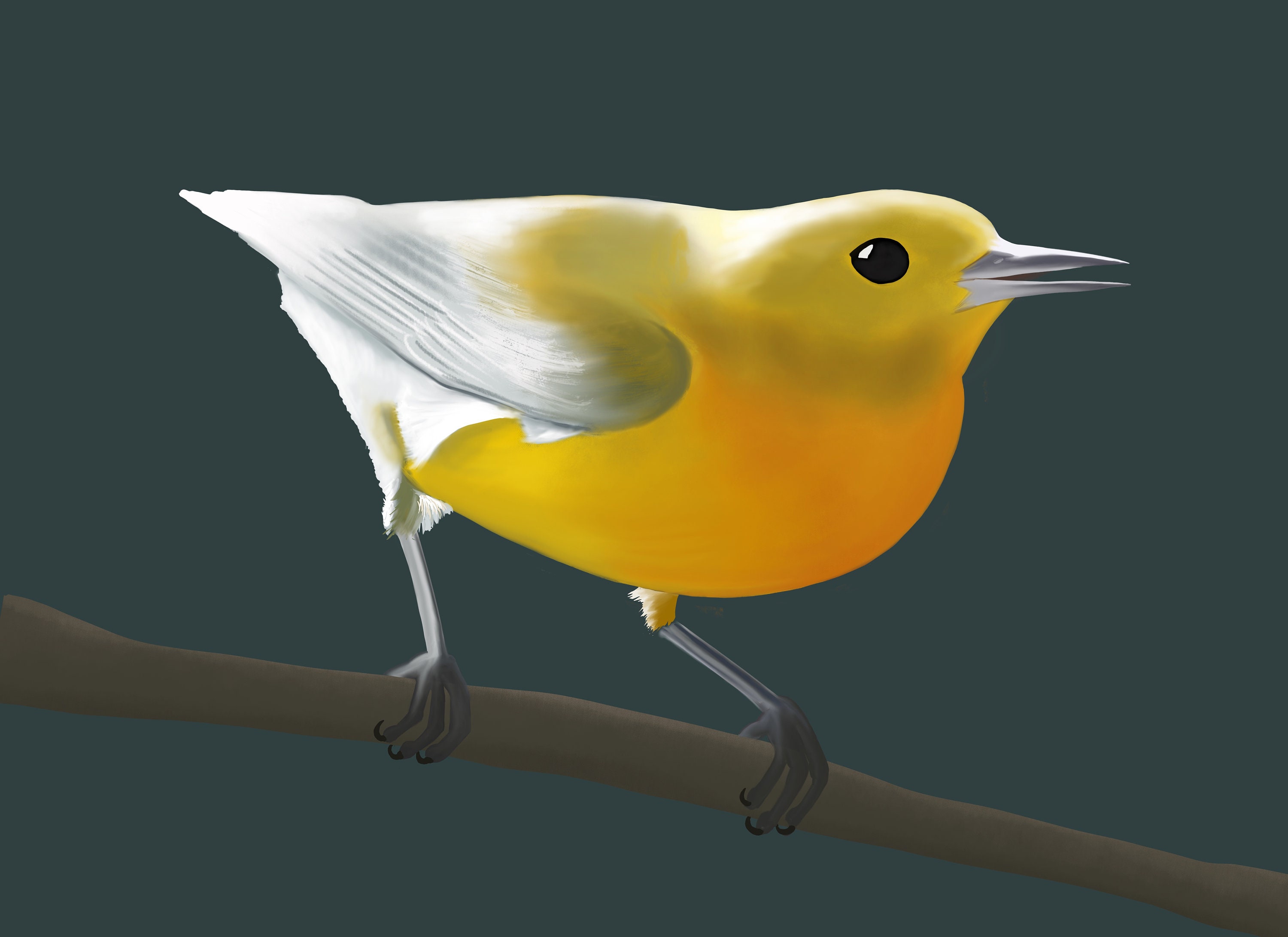 Prothonotary Warbler - Etsy