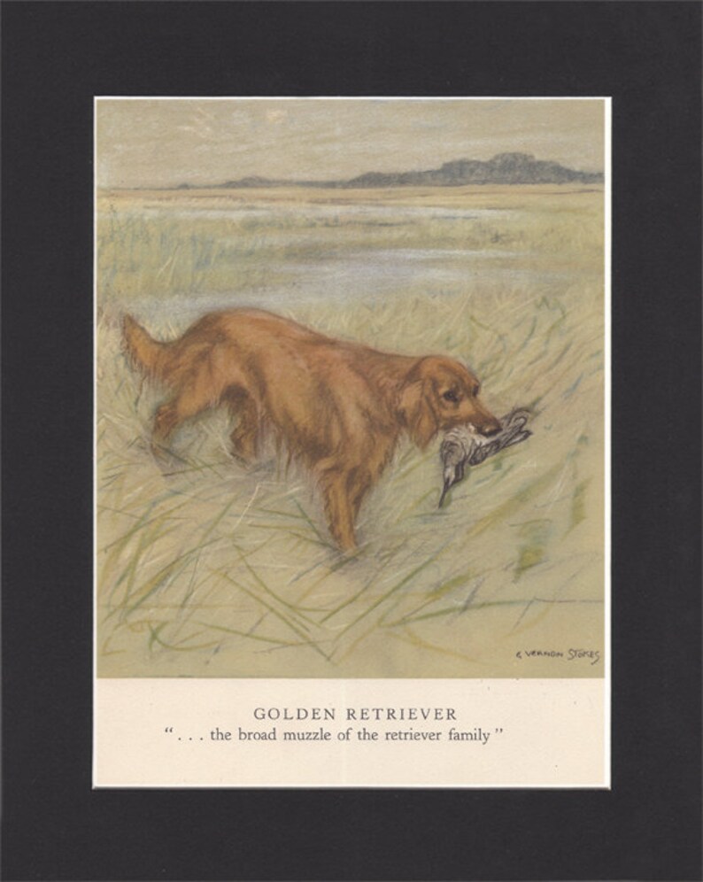 Golden Retriever Print George Vernon Stokes 1947 Drawing Mounted With ...