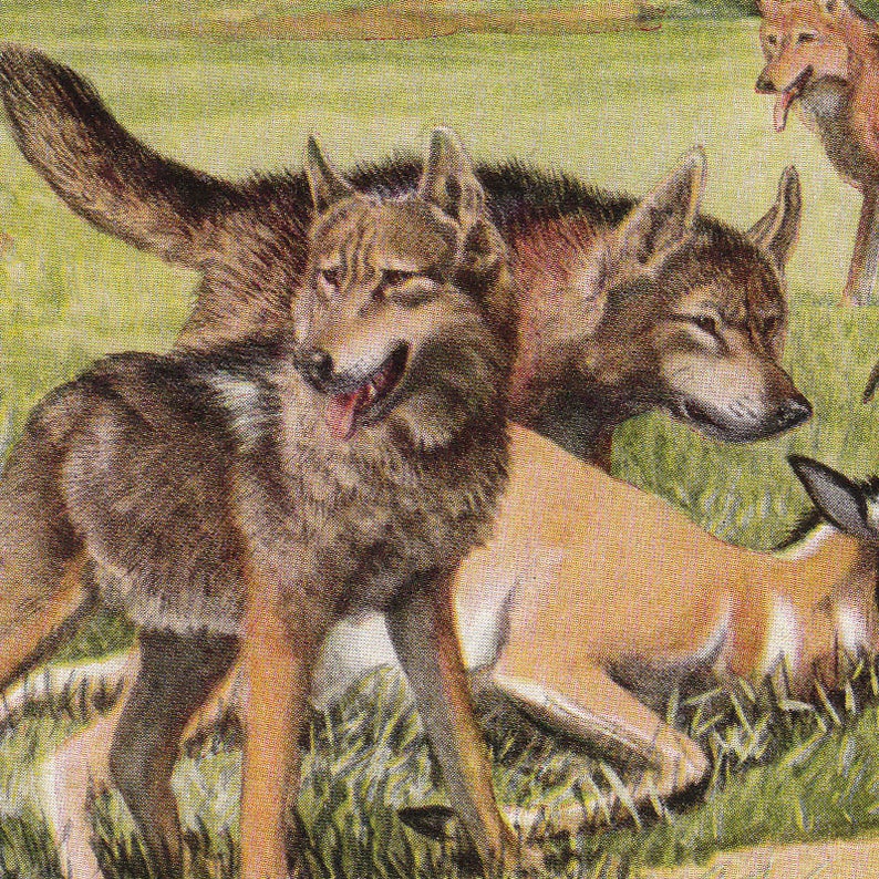 Timber Wolf Print Coyote Print 1919 Vintage Dog Print by Louis - Etsy