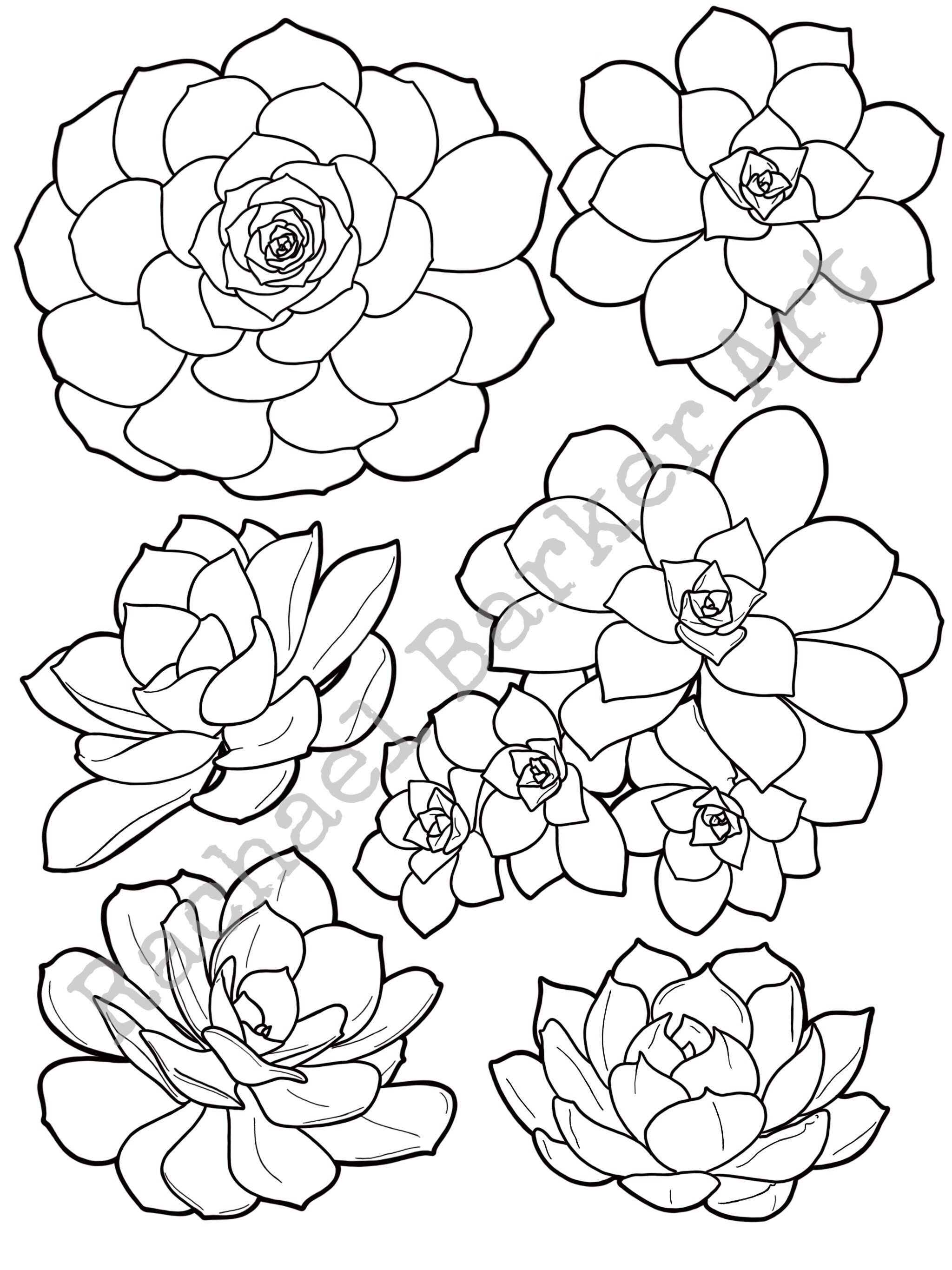 Succulent Flower Line Drawing PNG Digital Download Cricut Glowforge - Etsy