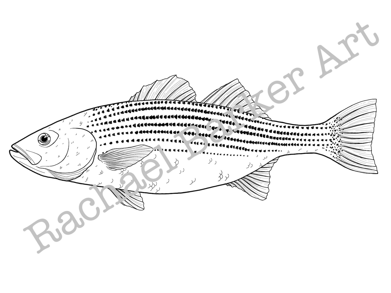 Striped Bass Fish Line Drawing PNG Digital Download Cricut Glowforge - Etsy