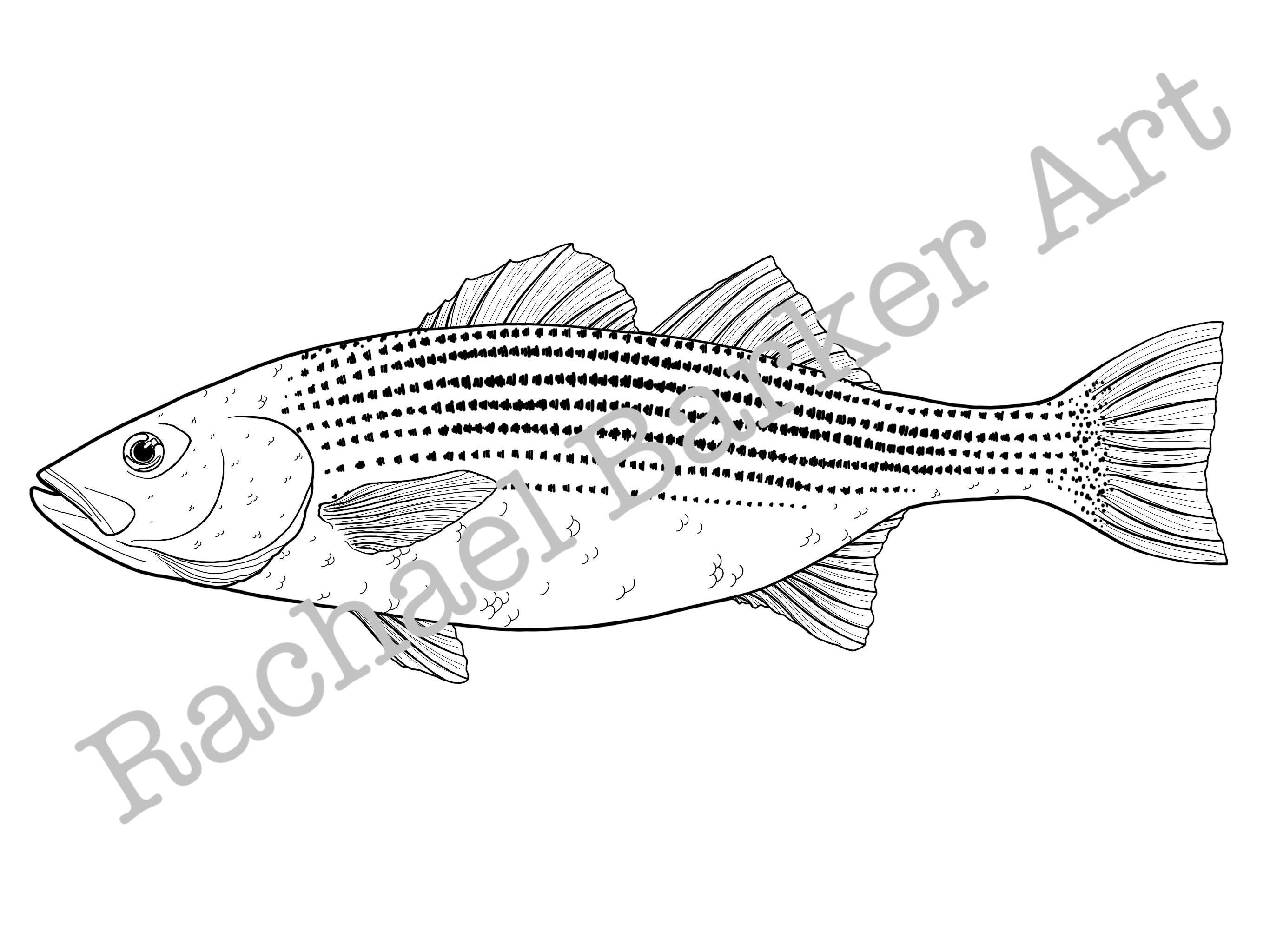 Striped Bass Fish Line Drawing PNG Digital Download Cricut Glowforge - Etsy