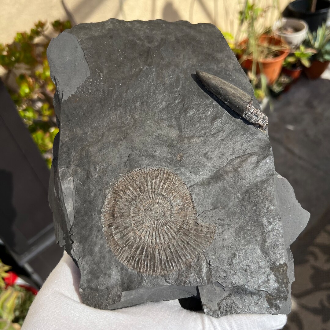 Fossil PLATE With Ammonite and Belemite Combo. Black Slate Rare Multi ...