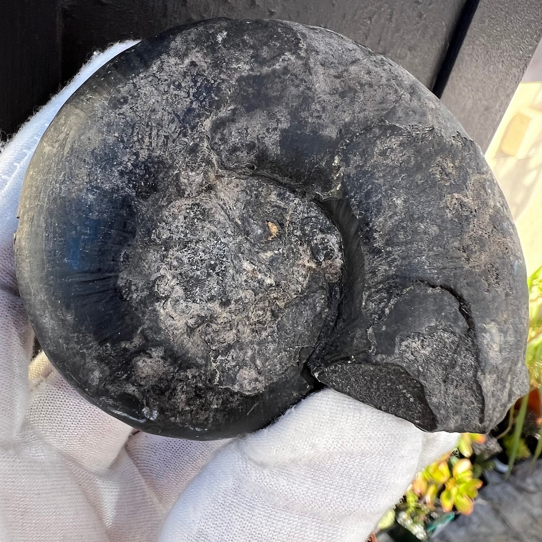 Sale.iron Ammonite With Amazing Patterns on the Shell. Large Dinosaur ...