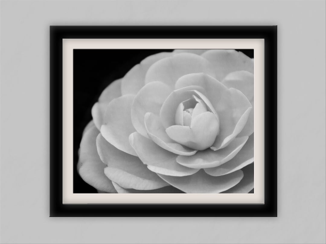 Black and White Peony Wall Art, Digital Print, Flower Photo, Flower ...