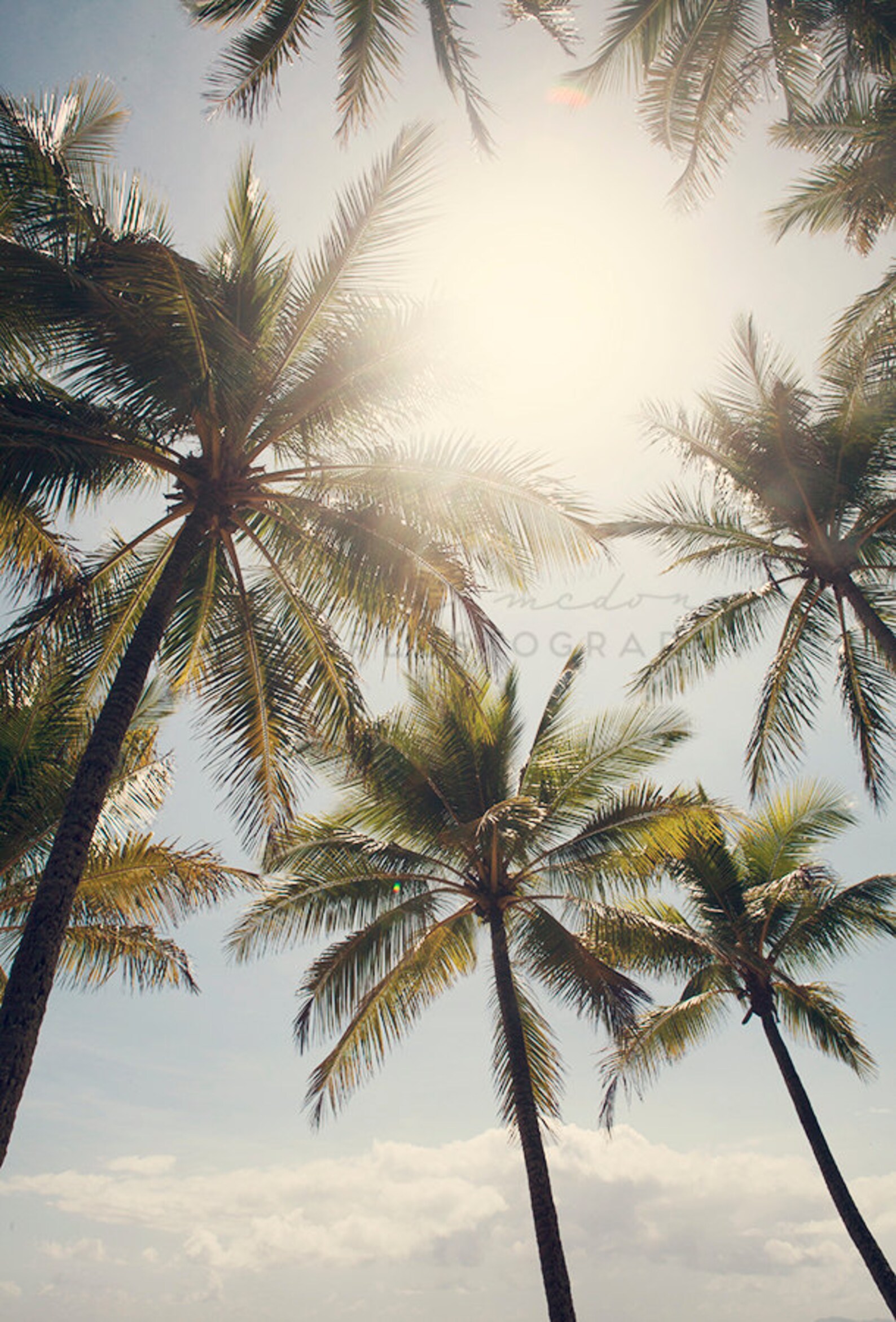 Australia Photography Palm Tree Photography Palm Print - Etsy