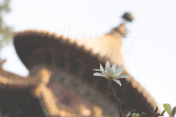 Asian Magnolia, China Landscape Photography, Summer Palace Print, by ...