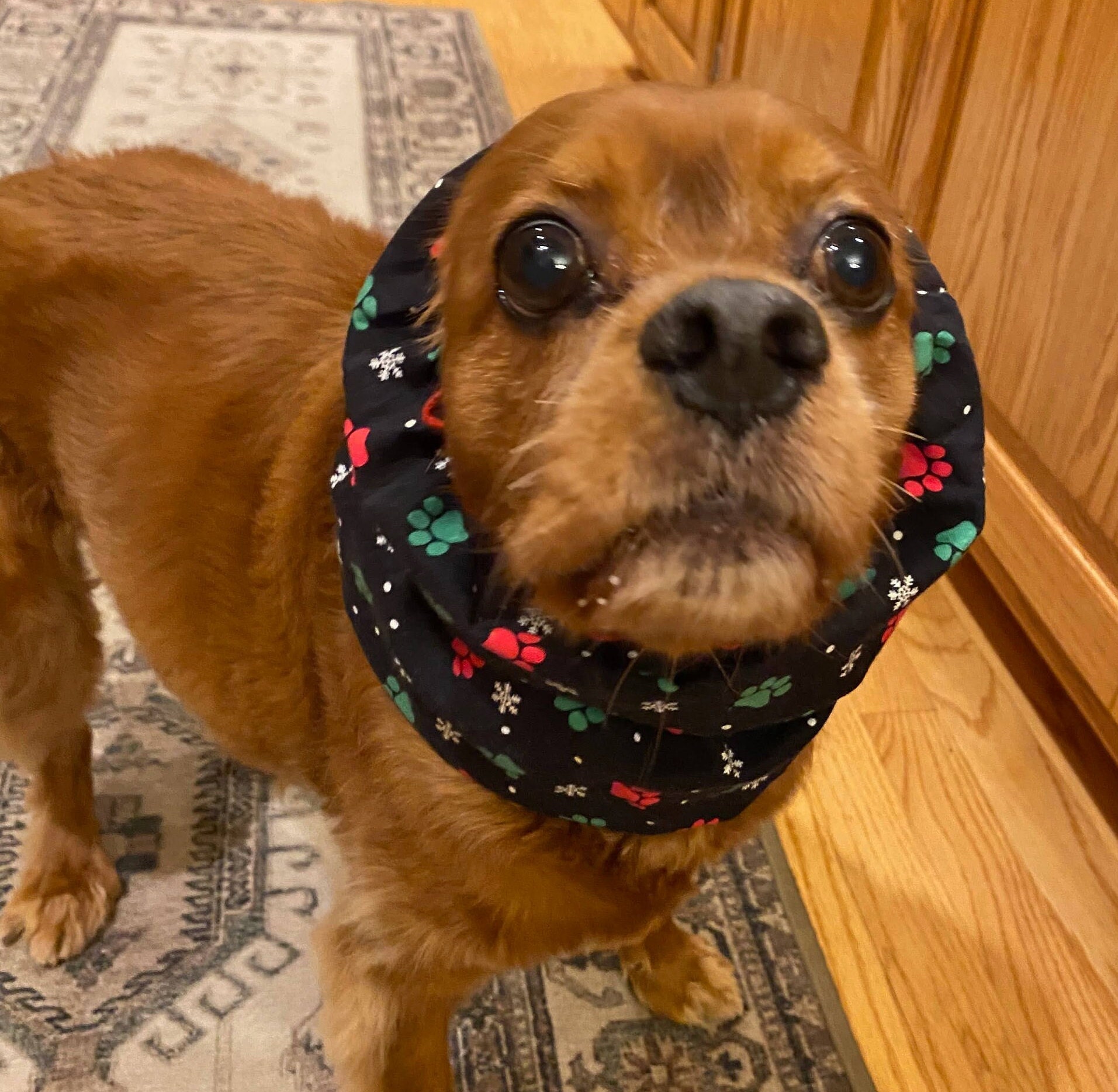 Christmas Paws Snood, King Charles Cavalier Snood, Cocker Snood ...