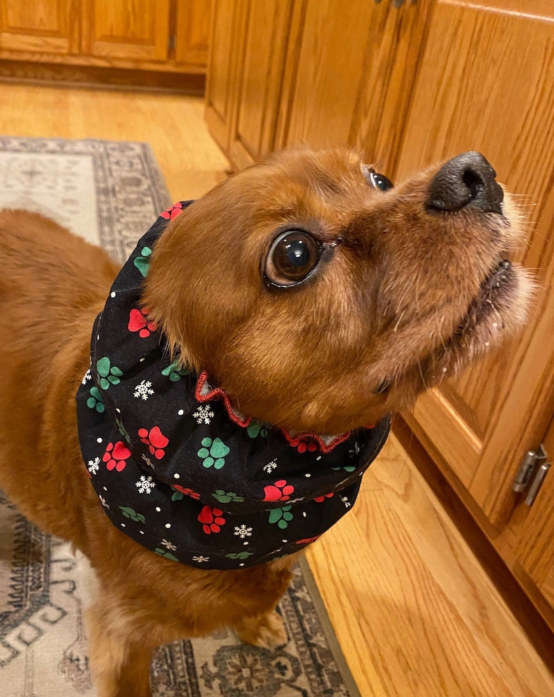Christmas Paws Snood, King Charles Cavalier Snood, Cocker Snood ...