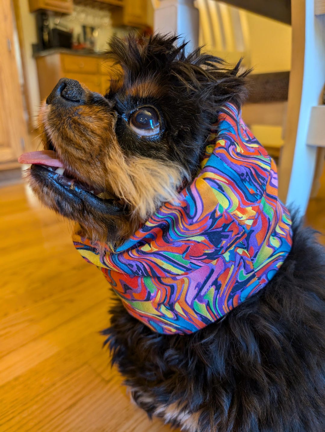 Marble Swirl Snood, King Charles Cavalier Snood, Cocker Snood, Spaniel ...