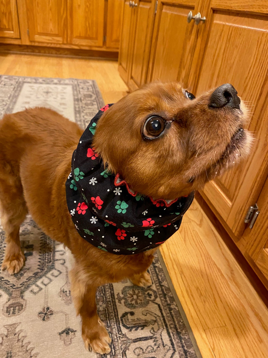 Christmas Paws Snood King Charles Cavalier Snood Cocker - Etsy