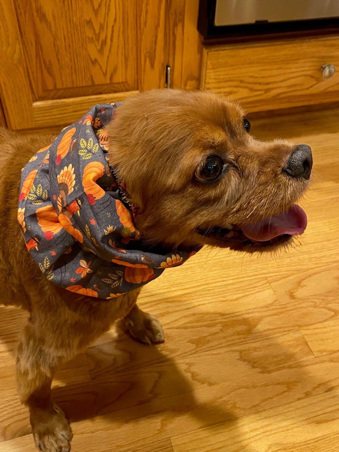 Turkey & Pumpkin Snood, King Charles Cavalier Snood, Cocker Snood ...