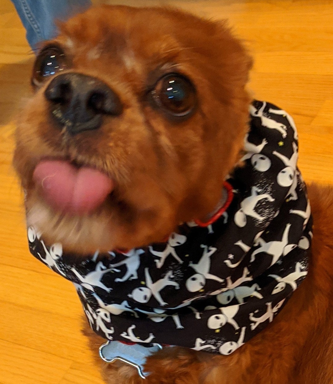 Alien- Dog Snood, King Charles Cavalier Snood, Cocker Snood, Spaniel ...