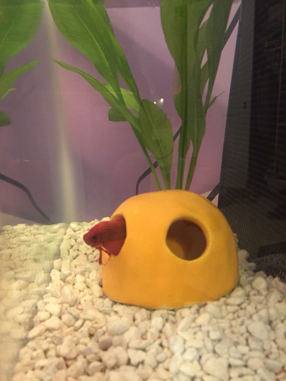 Basic Betta Hide MADE TO ORDER Aquarium Decor Fish Tank - Etsy