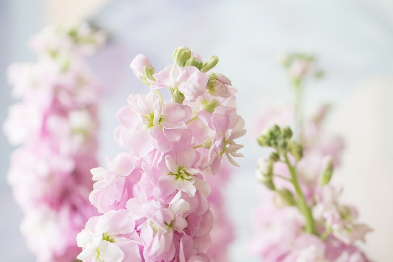 Flower Print Pink Stocks Fine Art Photograph - Etsy UK