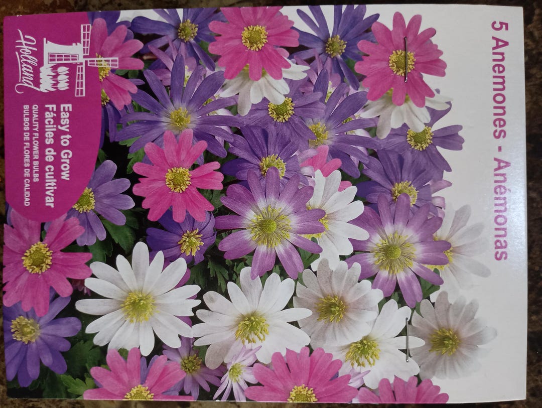 Beautiful Anemones Seeds (4 Packs of 5 Seeds = 20 Seeds!) - Etsy