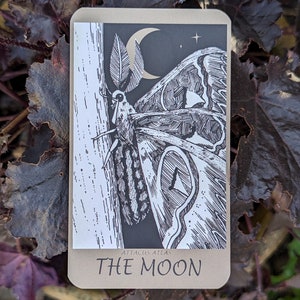 Entomology Bug Divination Major Arcana Tarot Card Deck, Illustrated ...