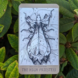 Entomology Bug Divination Major Arcana Tarot Card Deck, Illustrated ...