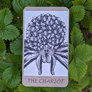 Entomology Bug Divination Major Arcana Tarot Card Deck, Illustrated ...