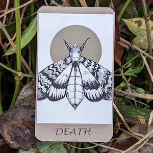 Entomology Bug Divination Major Arcana Tarot Card Deck, Illustrated ...