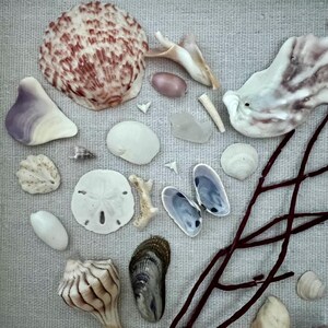 Shell Heart in White Shadow Box Frame With Pink Purple Shells, Sea ...