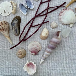 Shell Heart in White Shadow Box Frame With Pink Purple Shells, Sea ...